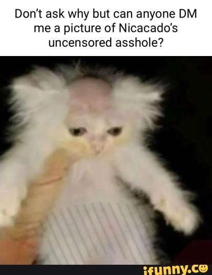 Nicacados memes. Best Collection of funny Nicacados pictures on iFunny