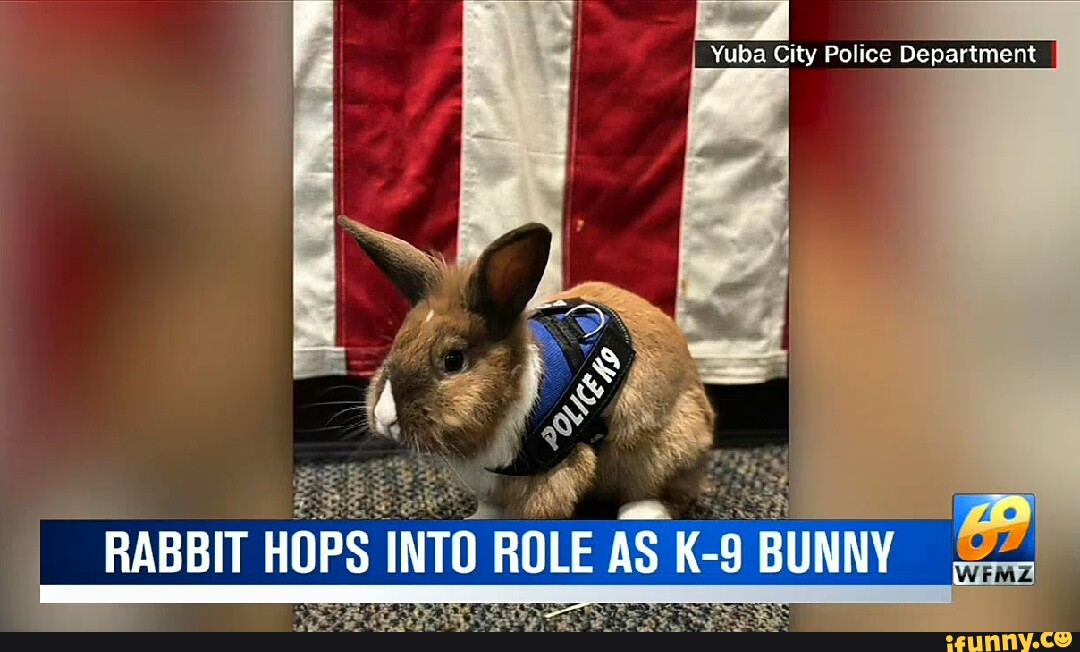 Yuba City Police Department RABBIT HOPS INTO ROLE AS BUNNY - iFunny