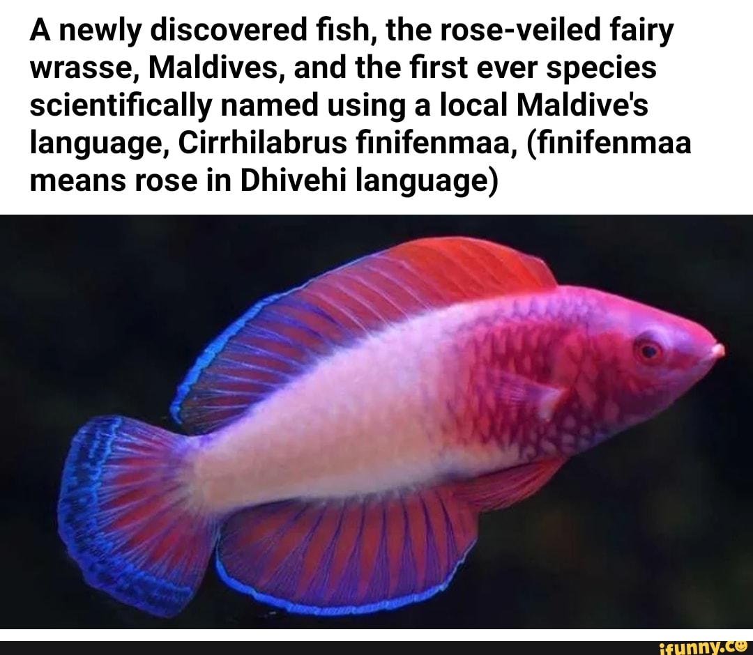 A newly discovered fish, the rose-veiled fairy wrasse, Maldives, and ...