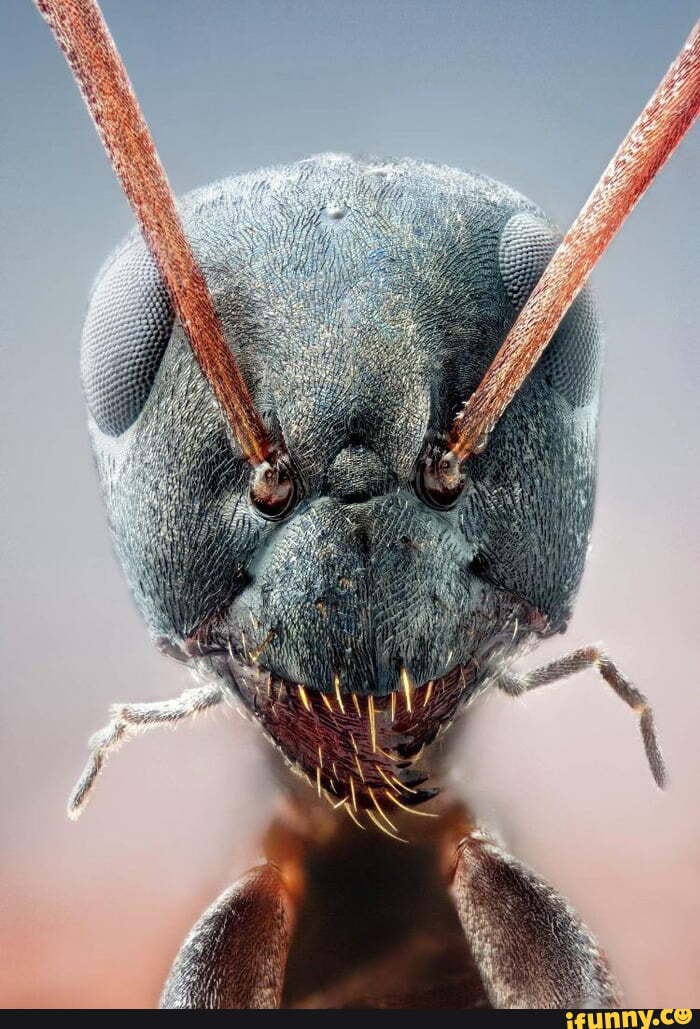 Bugs_up_close_a_magnified_look_at_the_incredible_world_of_insects memes ...