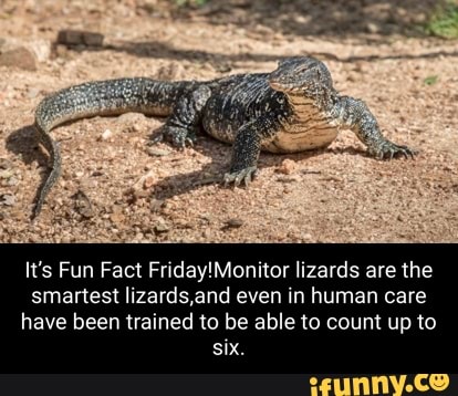 It's Fun Fact Friday'Monitor lizards are the smartest lizards,and even ...