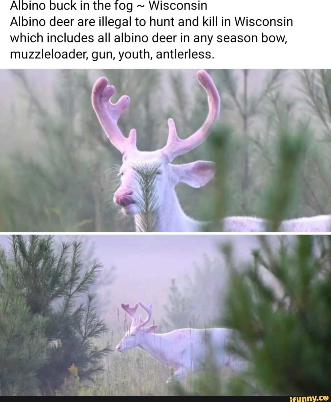 Muzzleloader memes. Best Collection of funny Muzzleloader pictures on ...