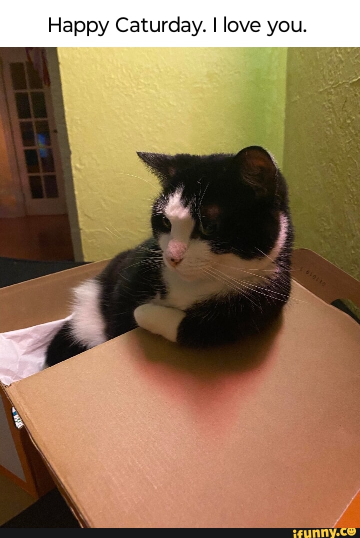 Happy Caturday. I love you. - iFunny