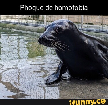 Phoque memes. Best Collection of funny Phoque pictures on iFunny