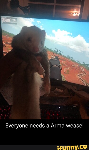 Weasel memes. Best Collection of funny Weasel pictures on iFunny