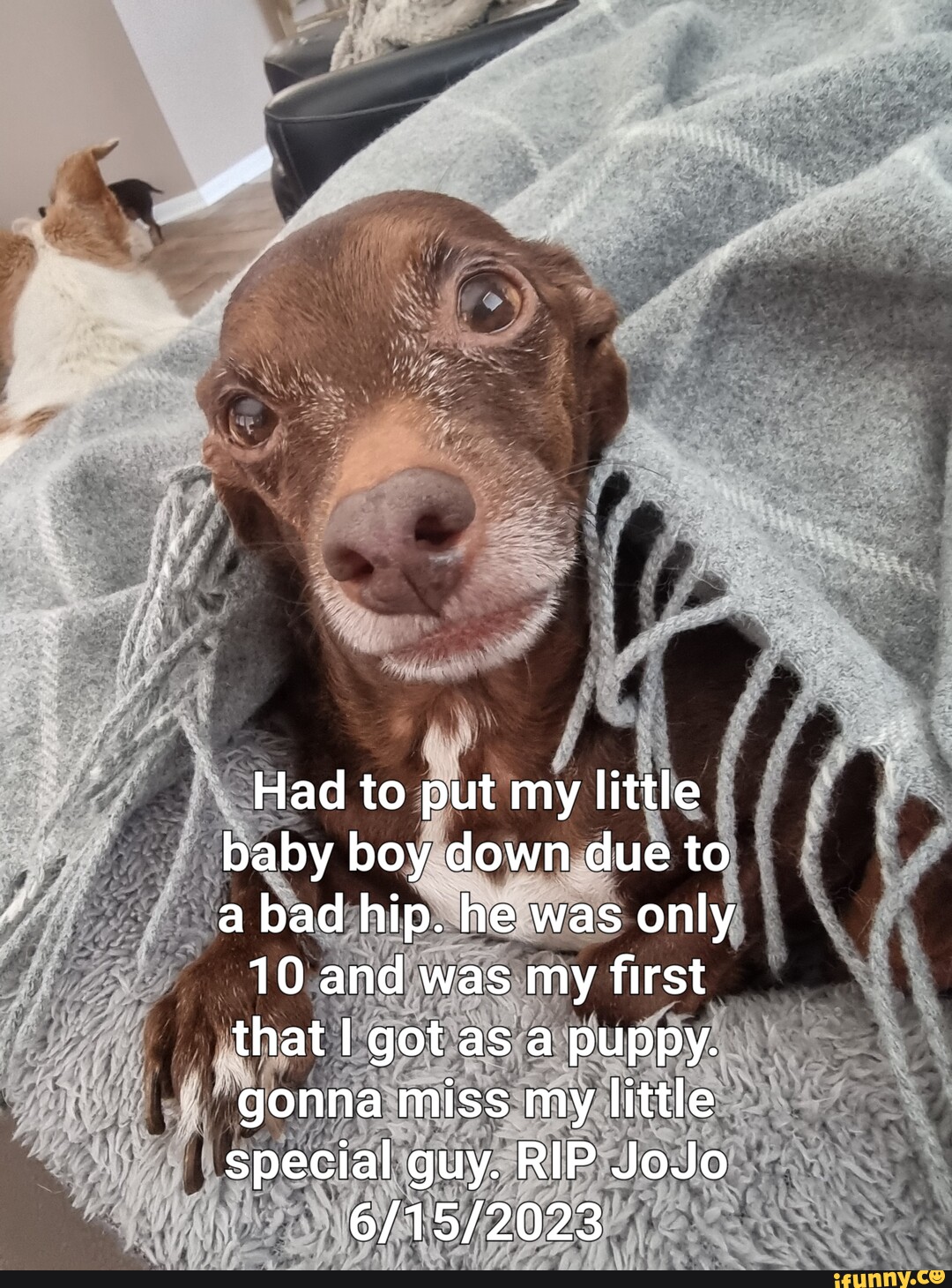 Ice cast and their real life spouses - iFunny