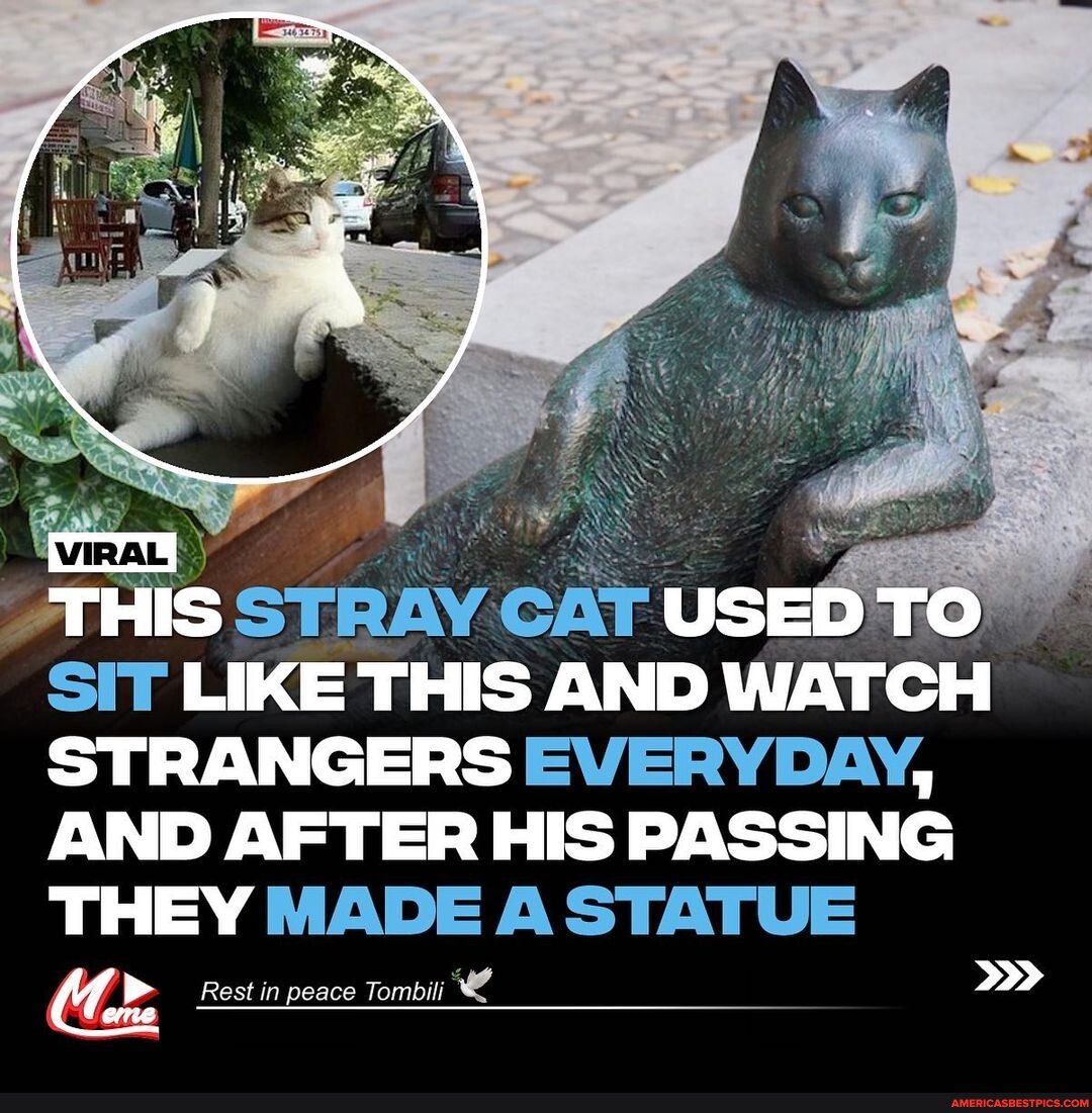 Meet Tombili the cat! (Turkish for Chubby). Tombili was a stray cat in ...
