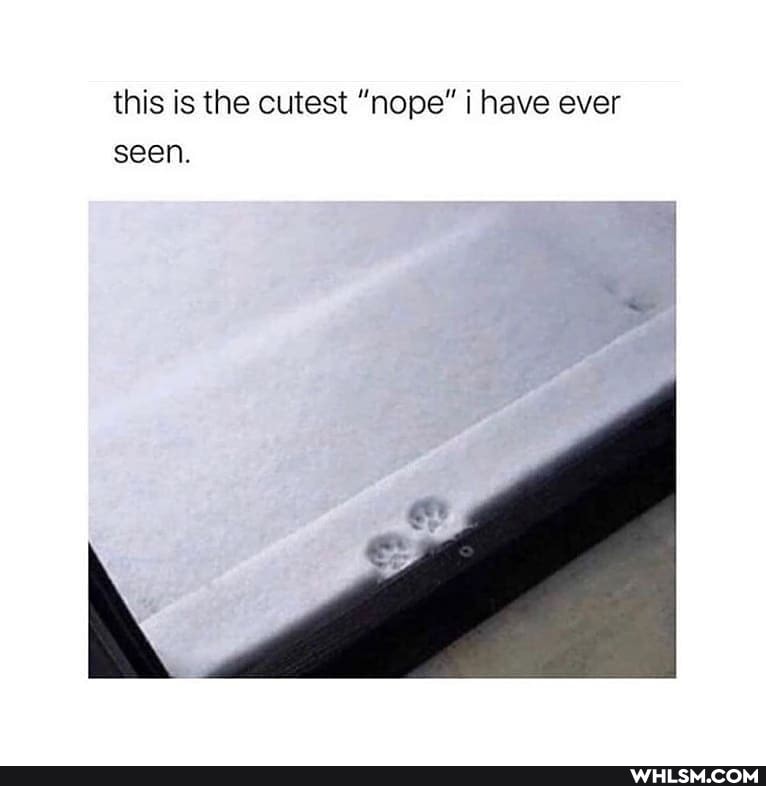 This is the cutest "nope" have ever seen. - WHLSM