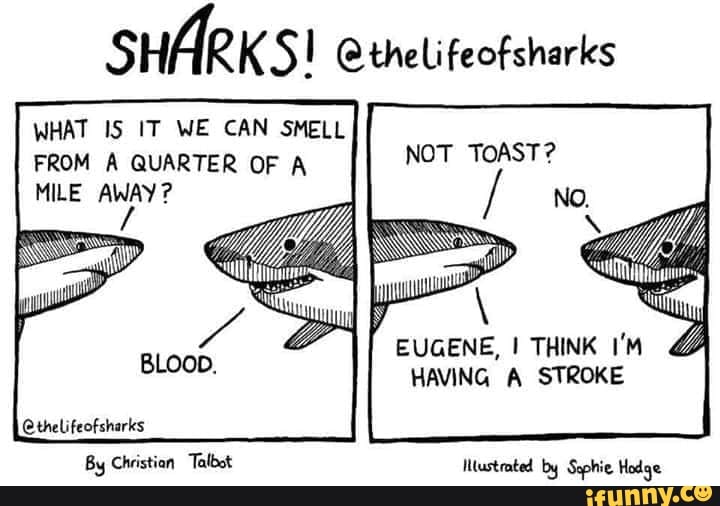 SHARKS! @thelifeofsharks FROM A QUARTER OF A NOT TOAST? MILE AWAY ...