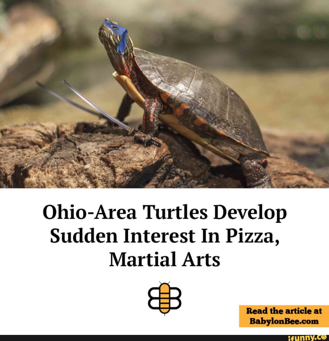 Ohio Turtles