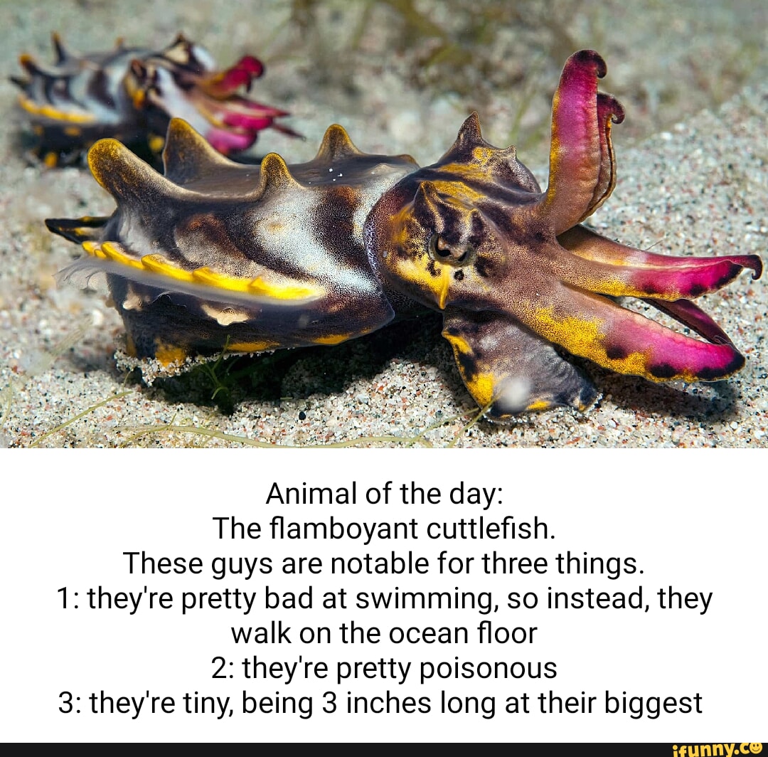 Cuttlefish memes. Best Collection of funny Cuttlefish pictures on iFunny