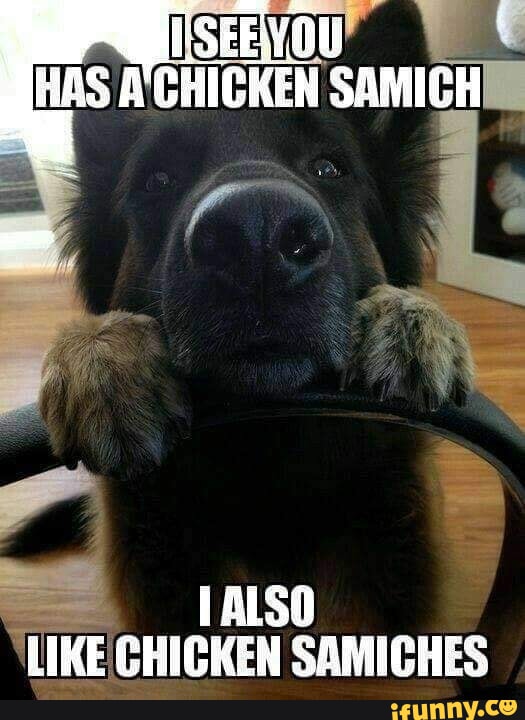 Samich memes. Best Collection of funny Samich pictures on iFunny