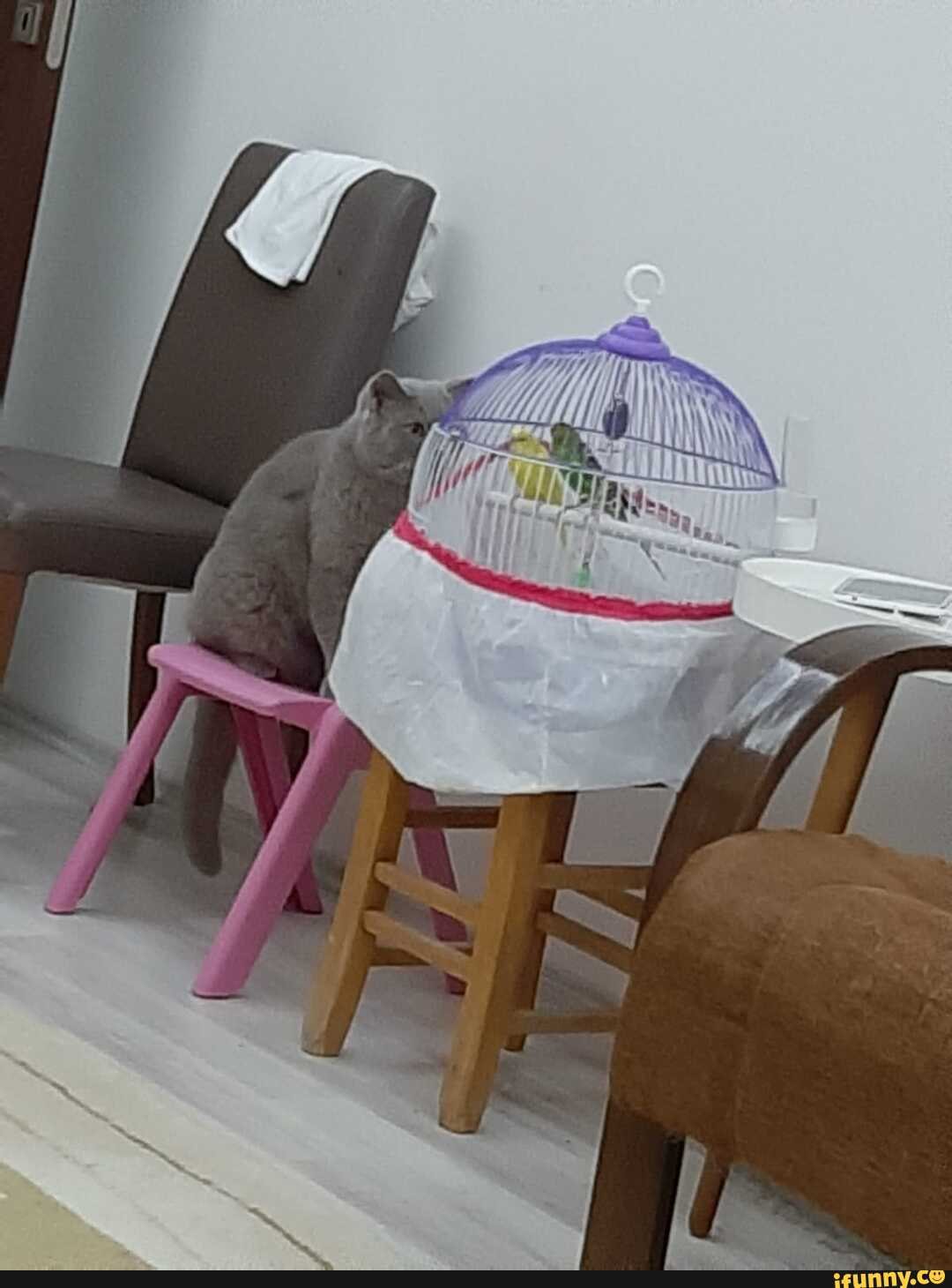 Tawt memes. Best Collection of funny Tawt pictures on iFunny