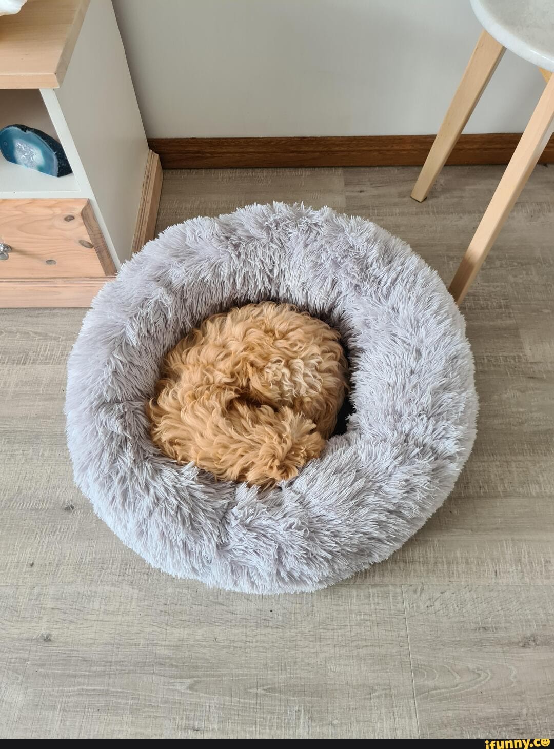 Cavoodle memes. Best Collection of funny Cavoodle pictures on iFunny