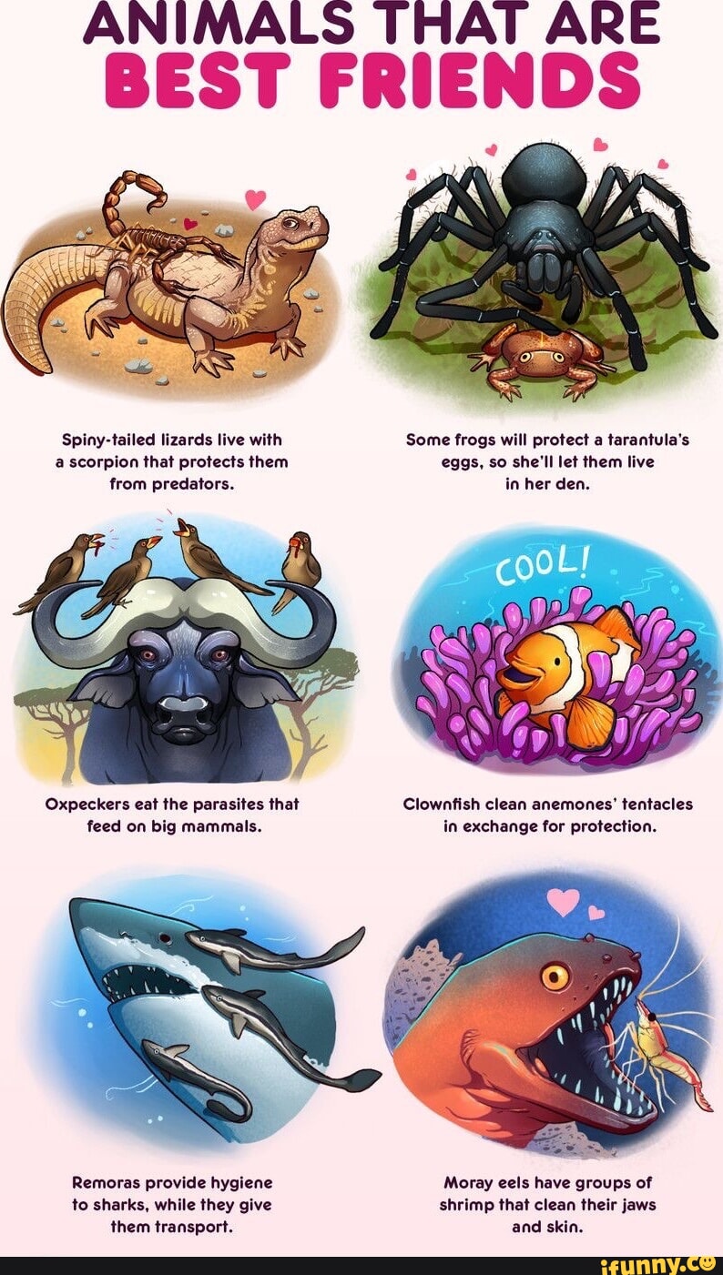 ANIMALS THAT ARE BEST FRIENDS Spiny-tailed lizards live with Some frogs ...