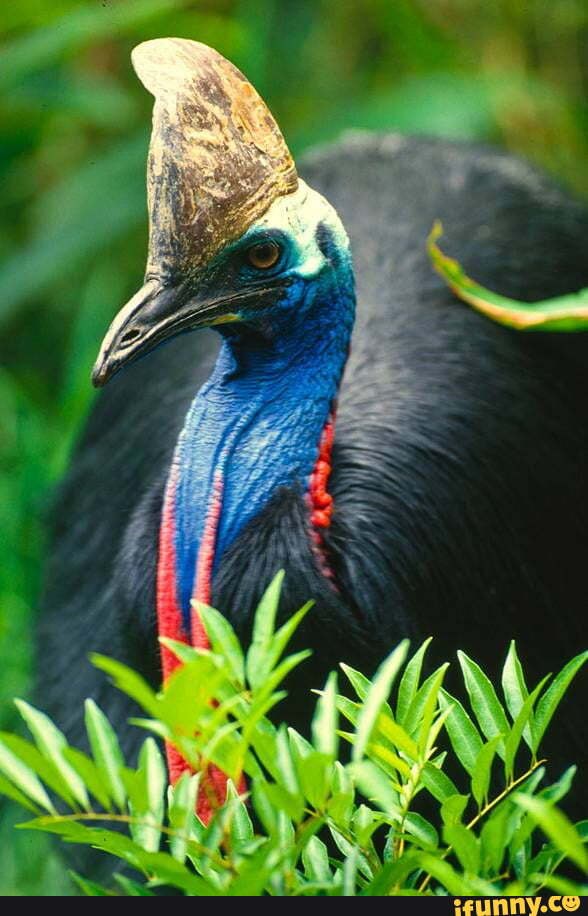Northern_cassowary memes. Best Collection of funny Northern_cassowary ...