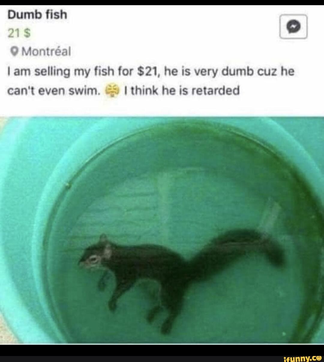 Dumb fish 9 Montral am selling my fish for $21, he is very dumb cuz he ...