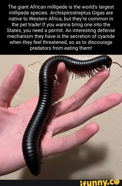 The giant African millipede is the world's largest millipede species ...