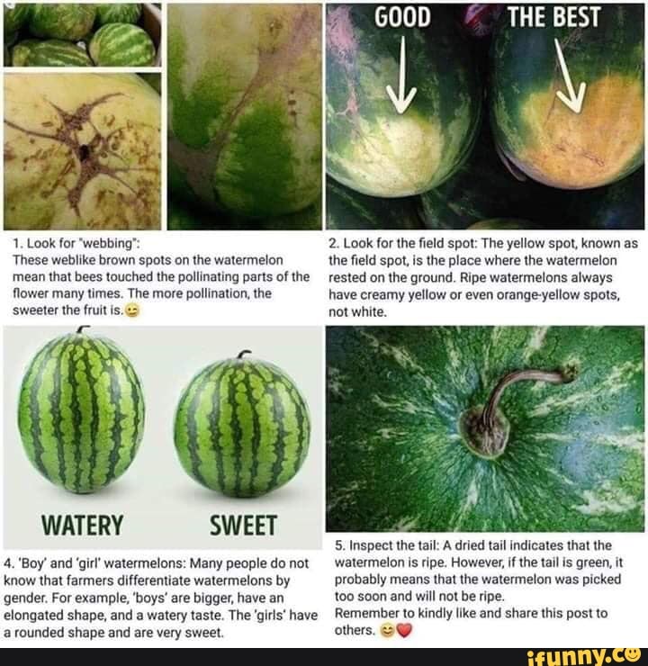 1. Look for webbing' These weblike brown spots on the watermelon mean ...