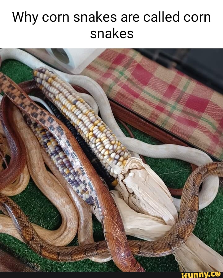 Why corn snakes are called corn snakes ah - iFunny