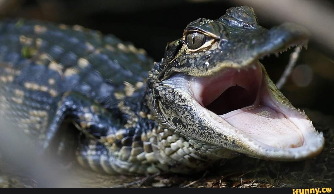 Baby and Juvenile Swamp Puppers Being Cute - iFunny