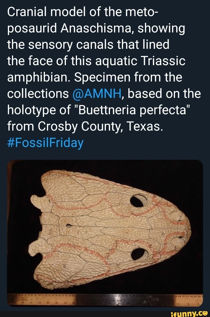 Cranial model of the meto- posaurid Anaschisma, showing the sensory ...