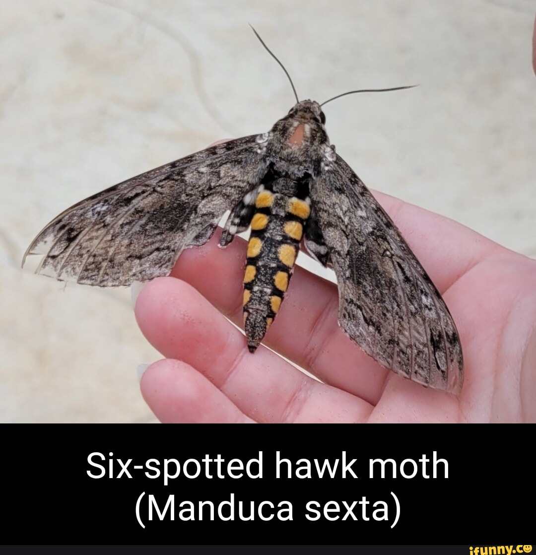 Hawkmoth memes. Best Collection of funny Hawkmoth pictures on iFunny