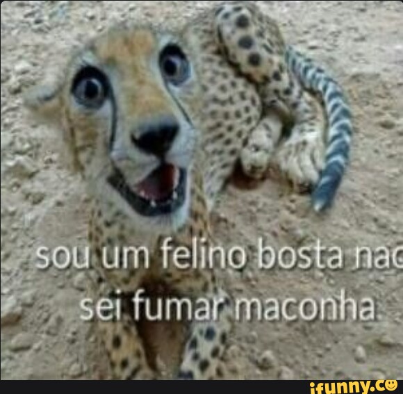 Fumar memes. Best Collection of funny Fumar pictures on iFunny