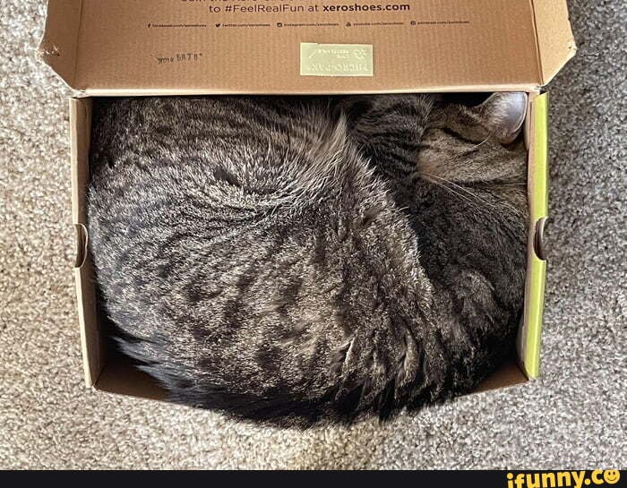 Shoeboxes memes. Best Collection of funny Shoeboxes pictures on iFunny