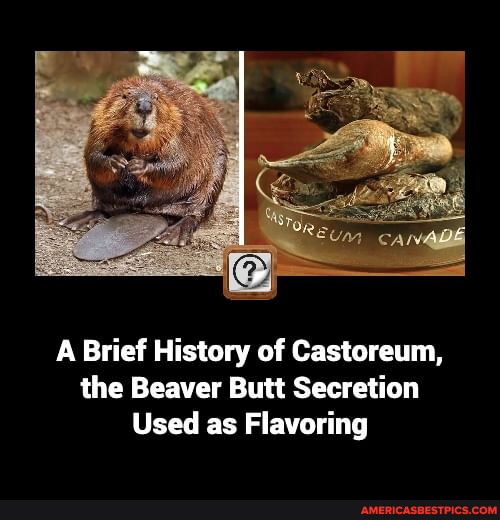 A Brief History of Castoreum, the Beaver Butt Secretion Used as ...