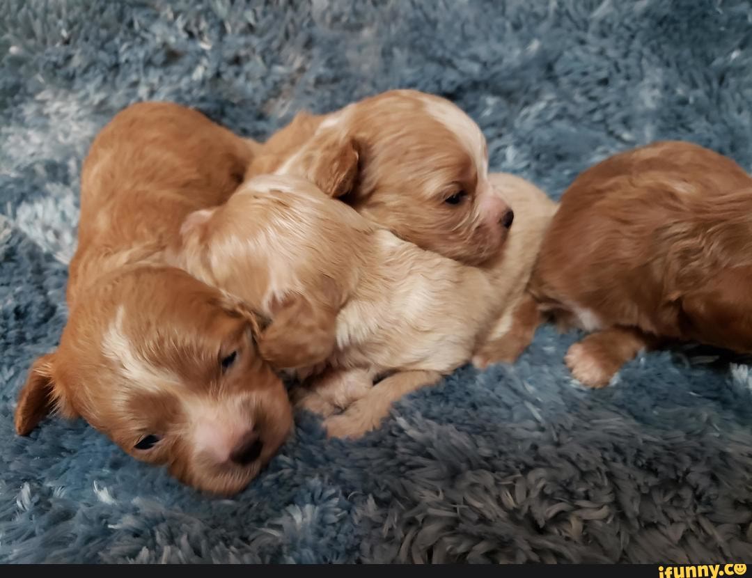 Cavapoos memes. Best Collection of funny Cavapoos pictures on iFunny