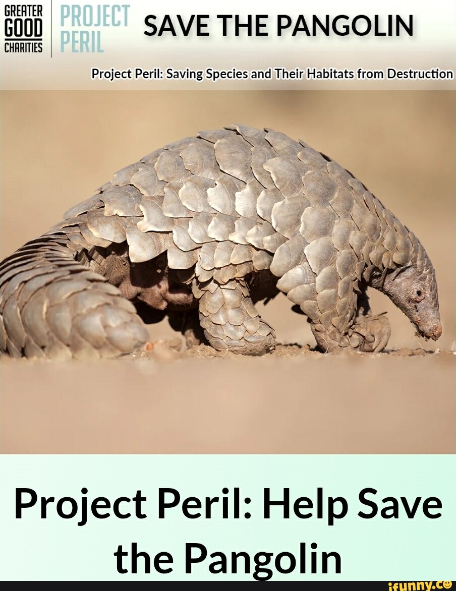 Pangolins memes. Best Collection of funny Pangolins pictures on iFunny
