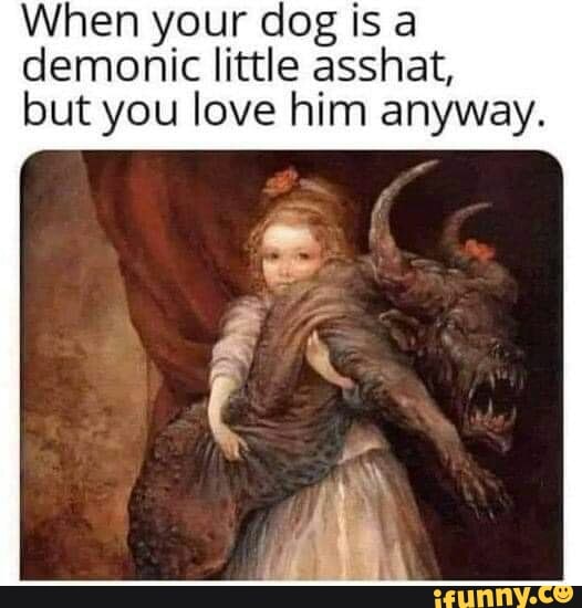 When your dog is a demonic little asshat, but you love him anyway. - iFunny