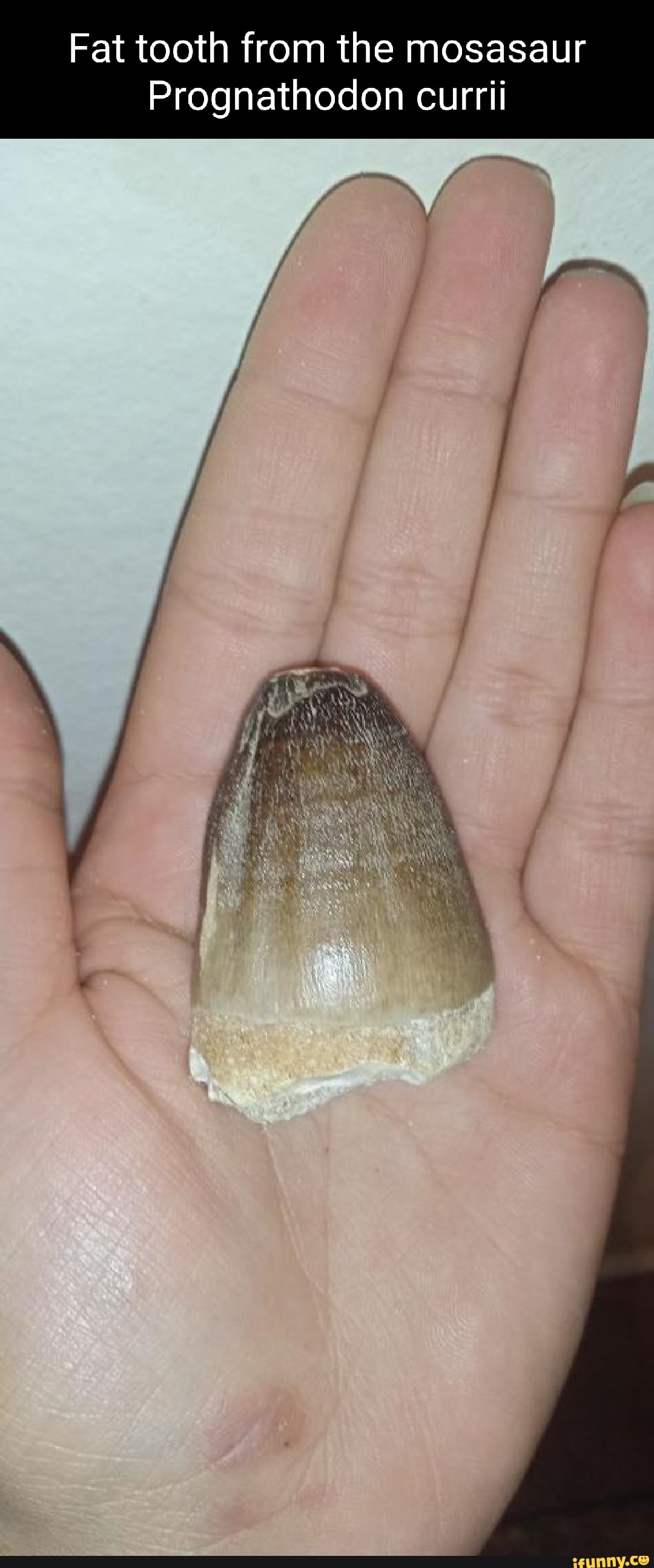 Fat tooth from the mosasaur Prognathodon currii - iFunny