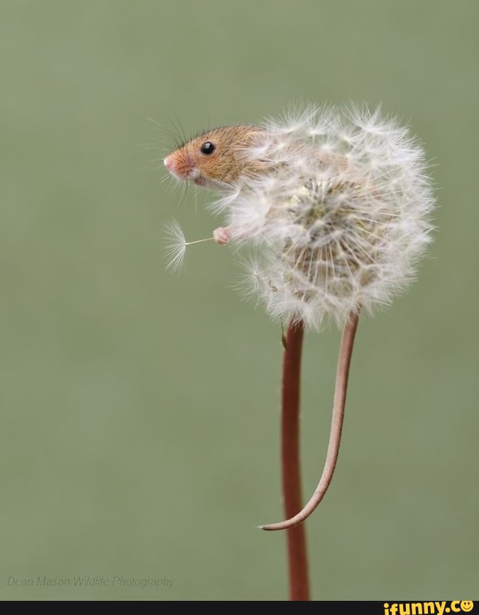 Dump of stollen memes to brighten your day. - iFunny