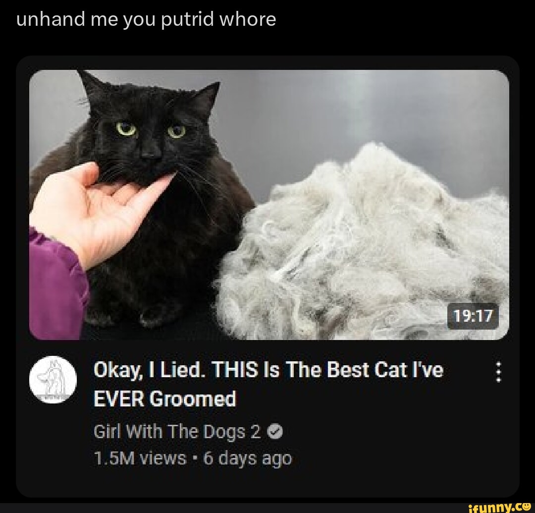 Unhand me you putrid whore Okay, I Lied. THIS Is The Best Cat I've EVER ...