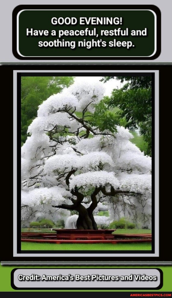 GOOD EVENING! Have a peaceful, restful and soothing nights sleep Credit ...