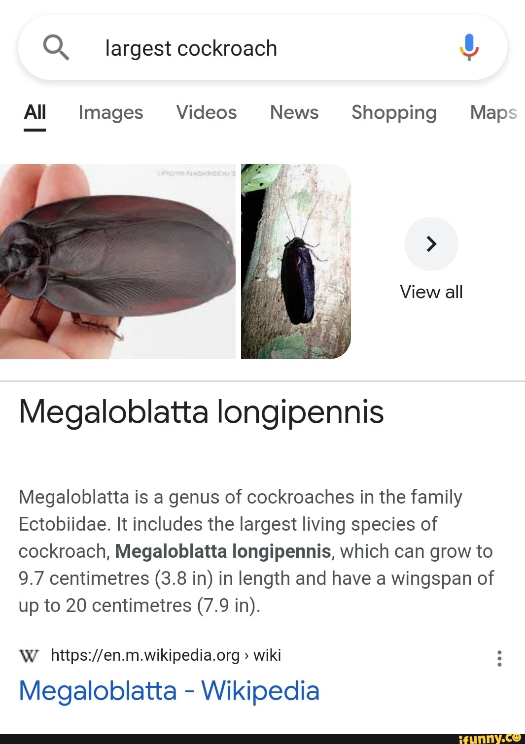 Megaloblatta Longipennis