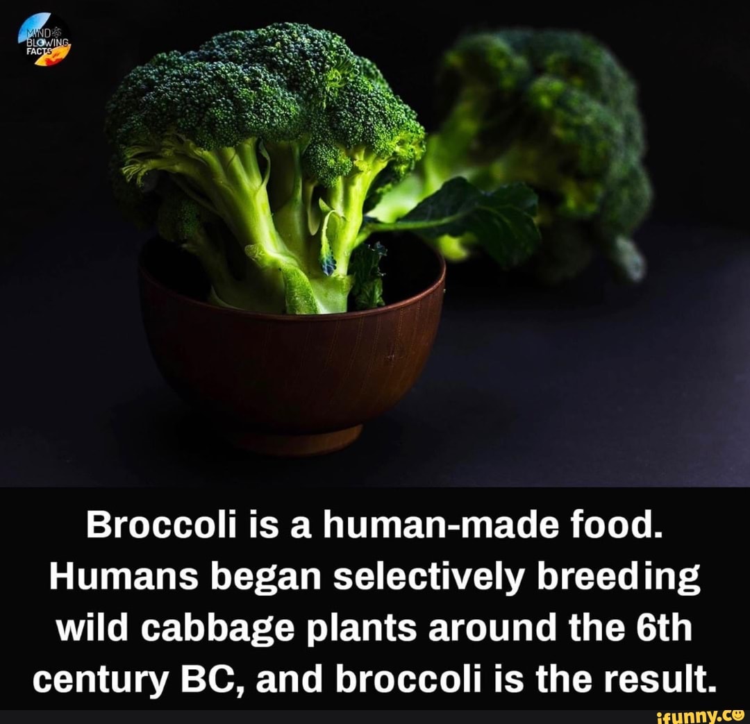 Broccoli is a human-made food. Humans began selectively breeding wild ...