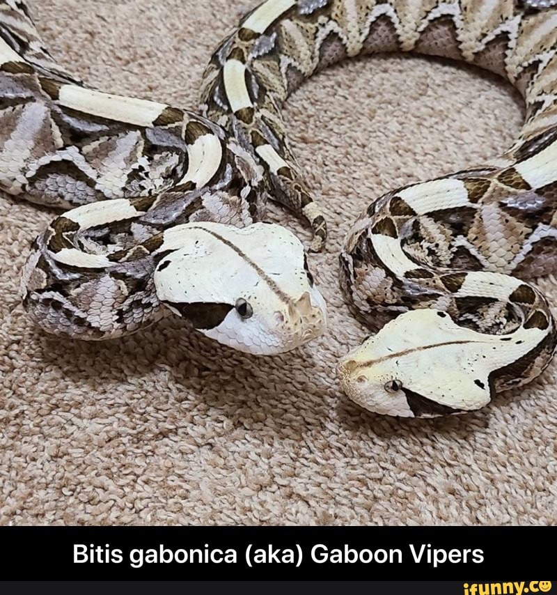 Bitis bonica (aka) Gaboon Vipers Bitis ga - Bitis gabonica (aka) Gaboon ...