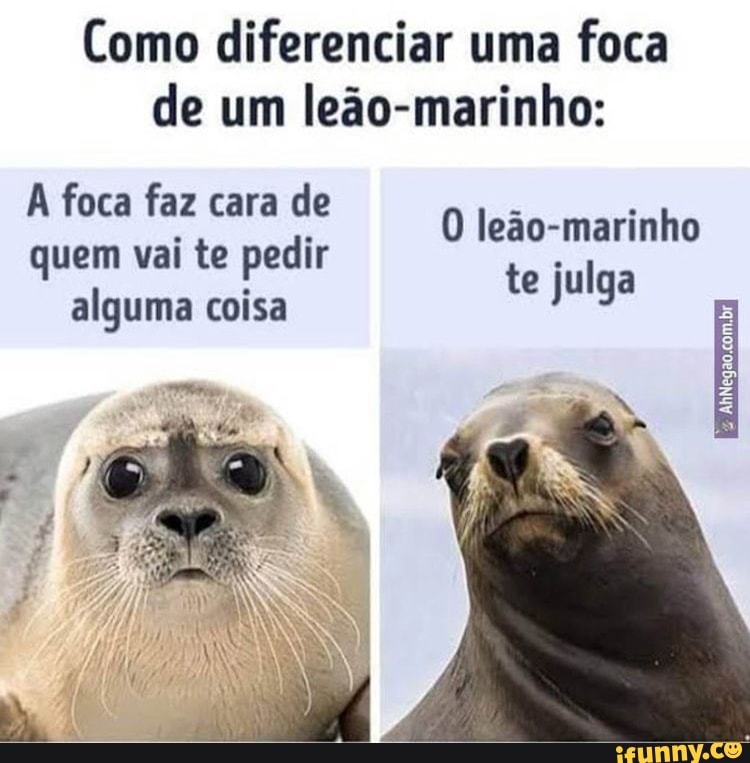 Como diferenciar uma foca de um leão-marinho: foca faz cara de quem vai ...