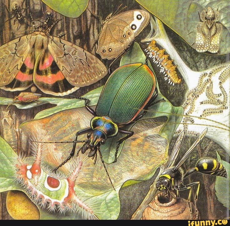 Weevil memes. Best Collection of funny Weevil pictures on iFunny