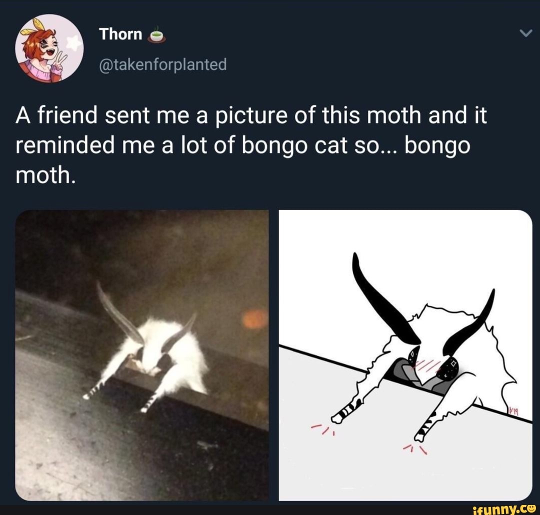 A friend sent me a picture of this moth and it reminded me a lot of ...