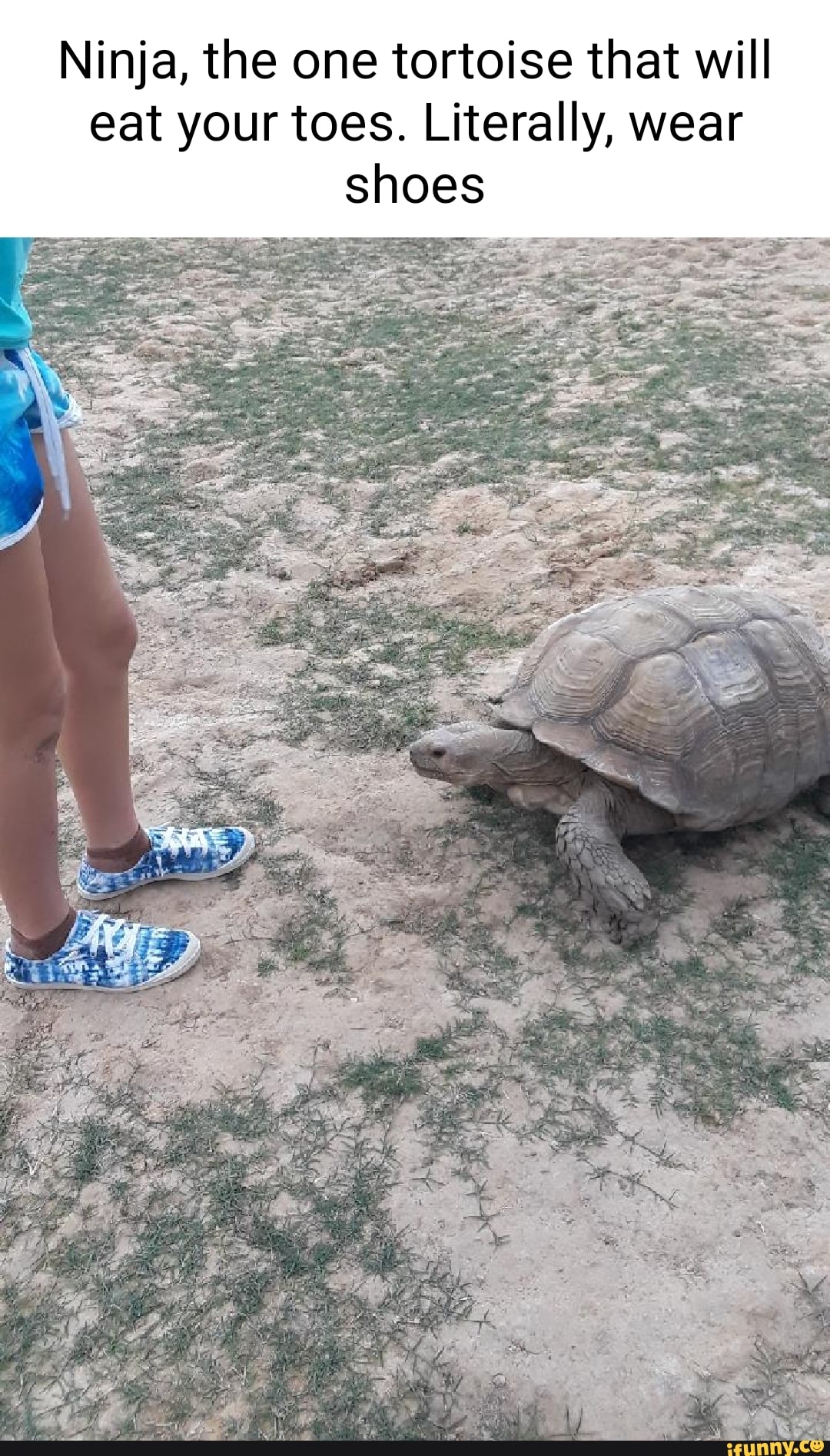 Ninja, the one tortoise that will eat your toes. Literally, wear shoes ...