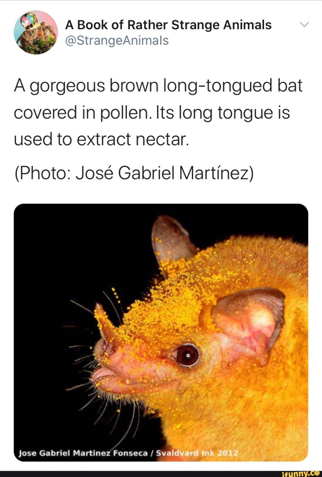A gorgeous brown long-tongued bat covered in pollen. Its long tongue is ...