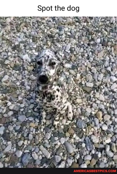 Spot the dog - America’s best pics and videos