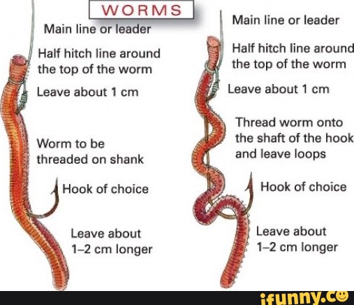 Half hitch line around the top of the worm Leave about 1. cm Worm to be ...