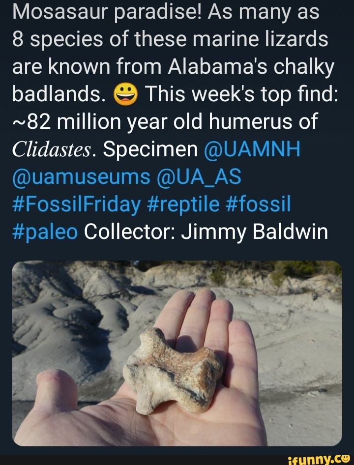 Mosasaur paradise! As many as 8 species of these marine lizards are ...