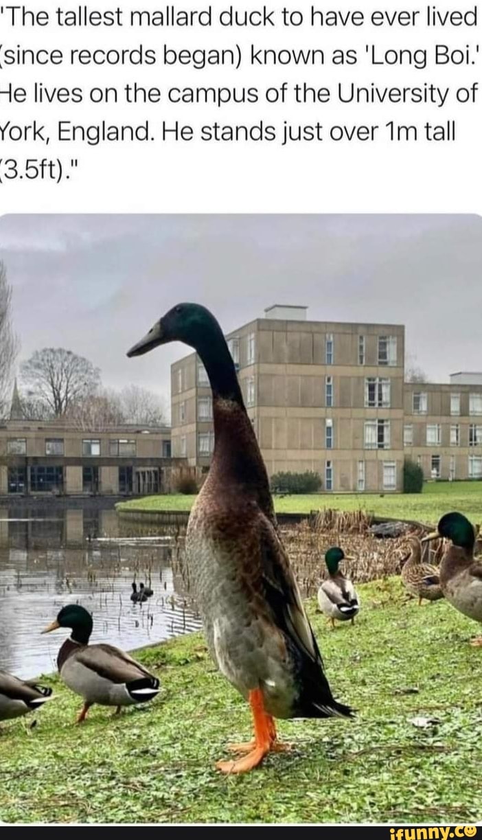 The tallest mallard duck to have ever lived since records began) known ...