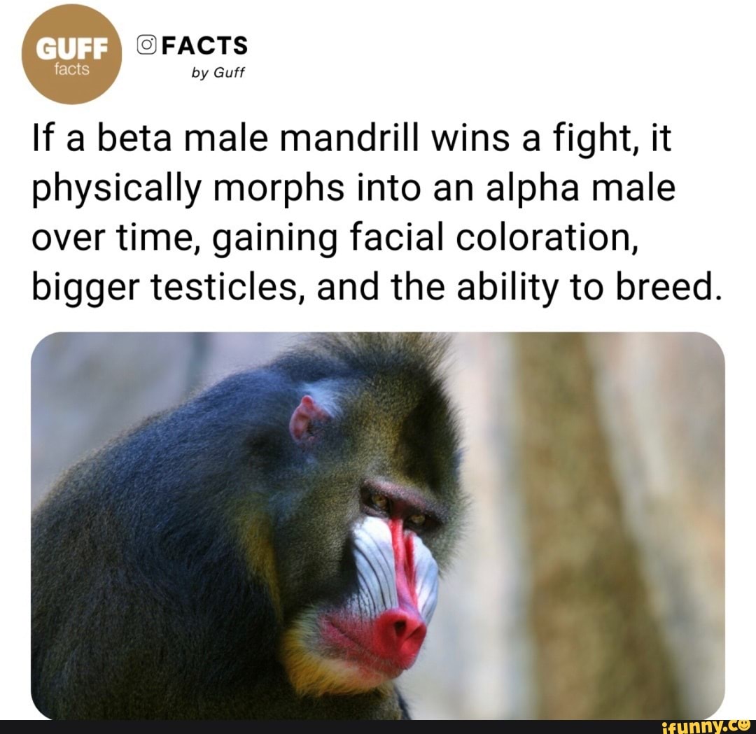 FACTS by Guff If a beta male mandrill wins a fight, it physically ...